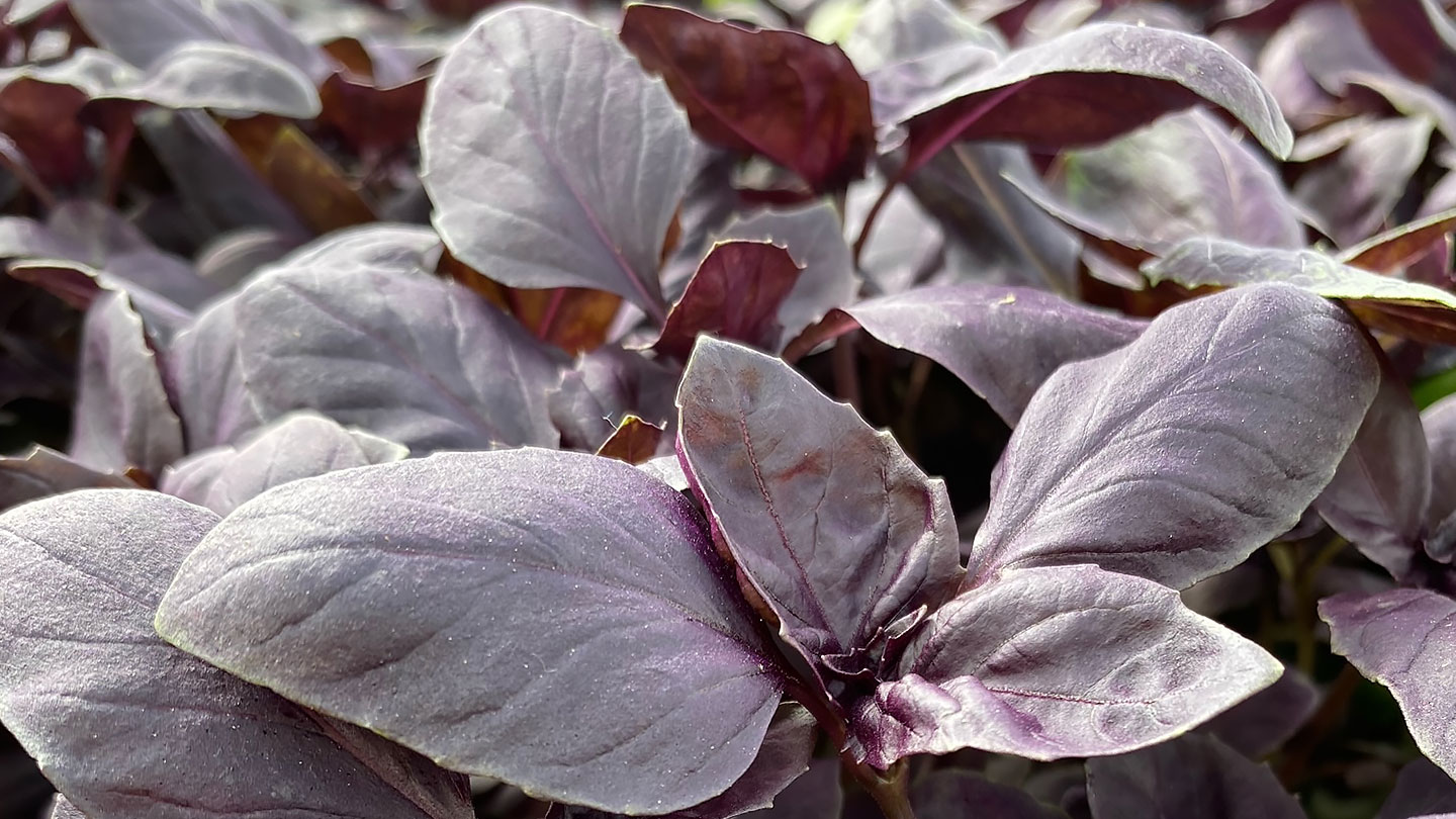Skarstad - Rød basilikum - Skarstad